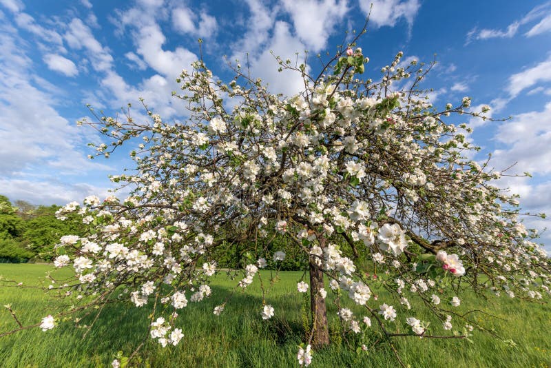 Source - pommier En fleur image stock. Image du fleur - 7185751