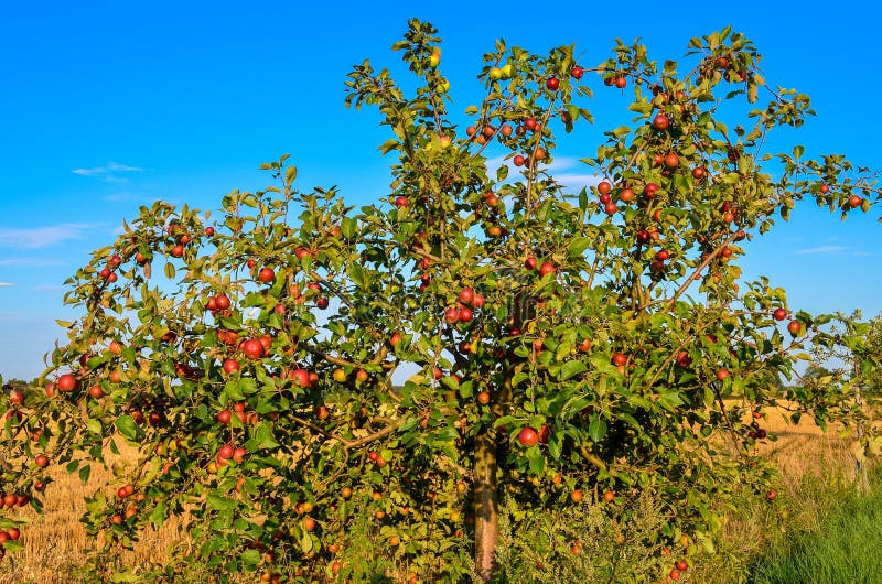 Pommier sauvage image stock. Image du branchement, collecte - 33728609