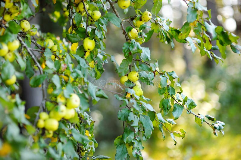 Pommier Sauvage Le Jour D'automne Image stock - Image du centrale ...