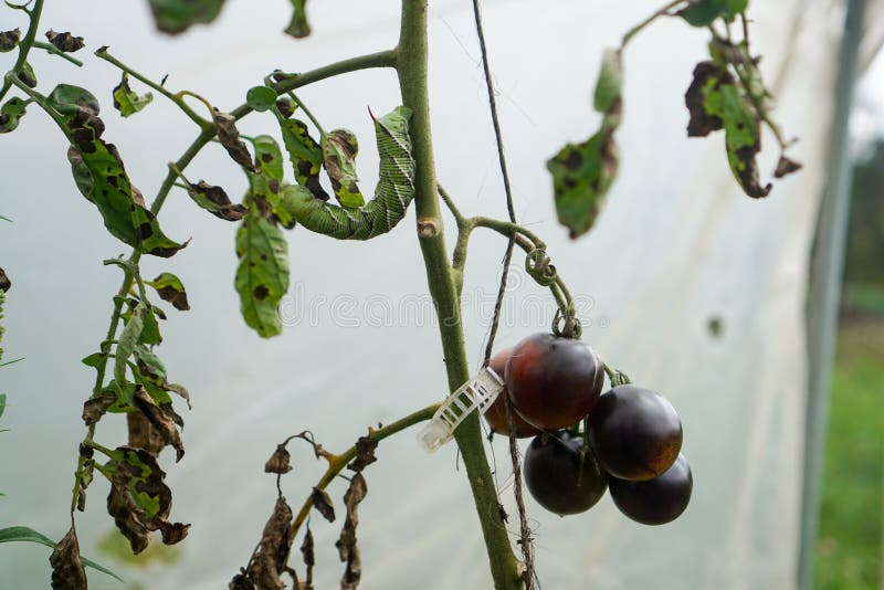 Verme Di Horn Sulla Vite Della Pianta Di Pomodori Immagine Stock ...