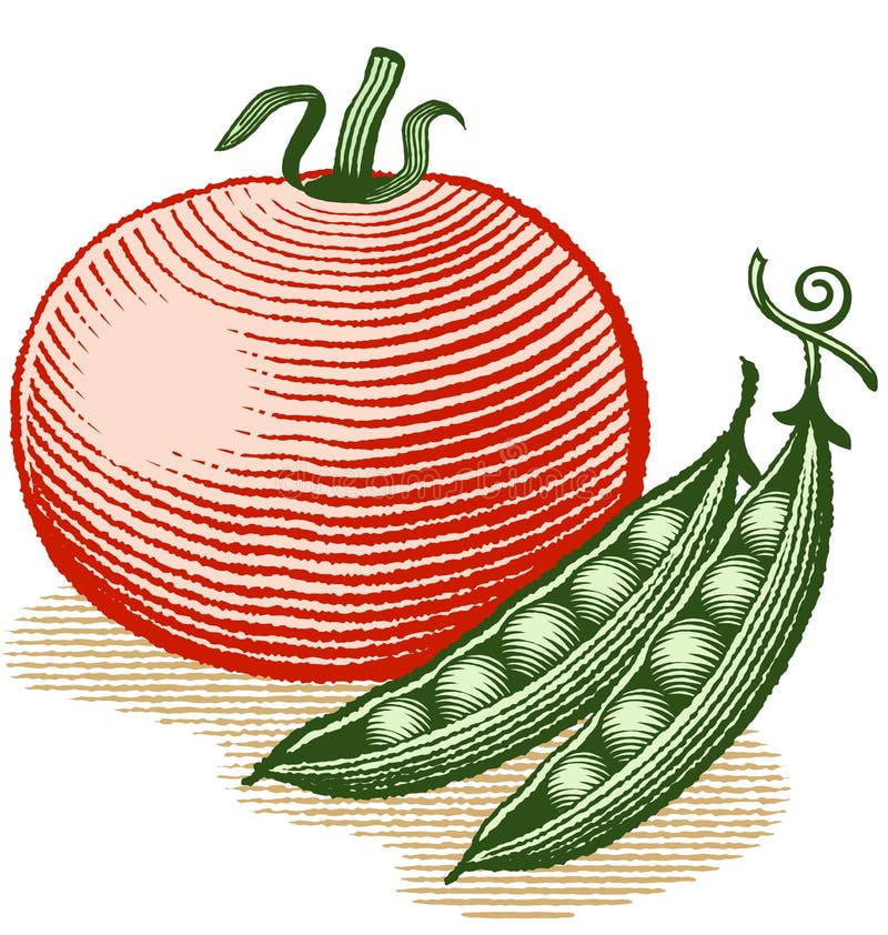 Pomodoro stilizzato illustrazione vettoriale. Illustrazione di singolo ...