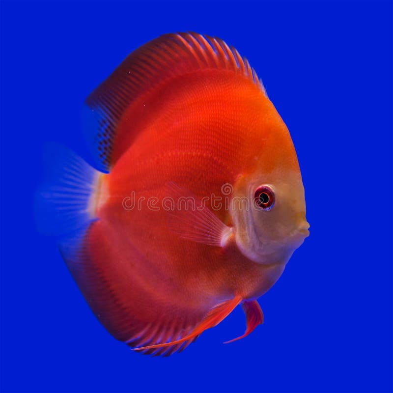 Colorful Tropical Discus Fish Stock Image - Image of swim, swimmer: 3960669