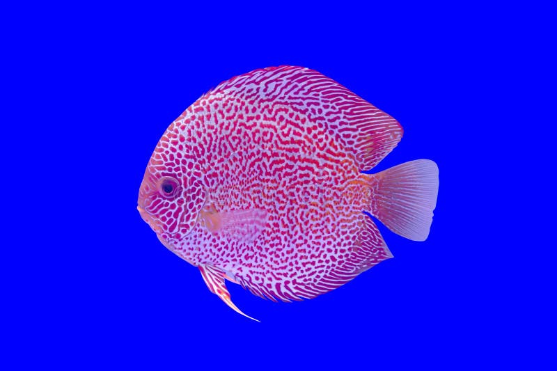 407 Pompadour Fish Stock Photos - Free & Royalty-Free Stock Photos from ...