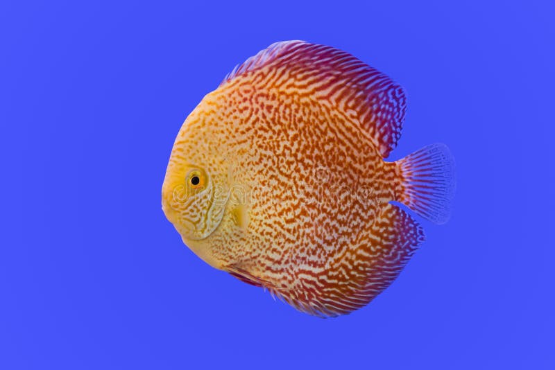 407 Pompadour Fish Stock Photos - Free & Royalty-Free Stock Photos from ...