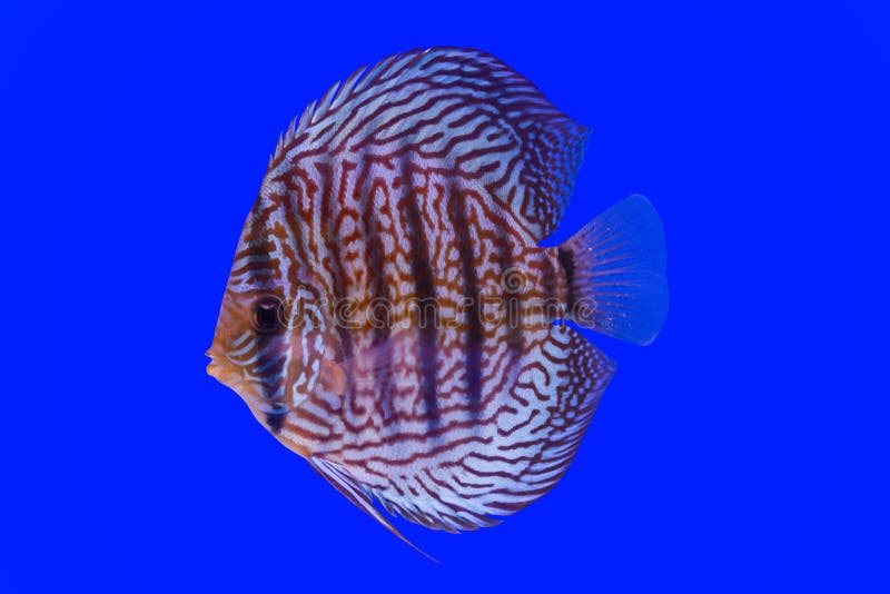 407 Pompadour Fish Stock Photos - Free & Royalty-Free Stock Photos from ...