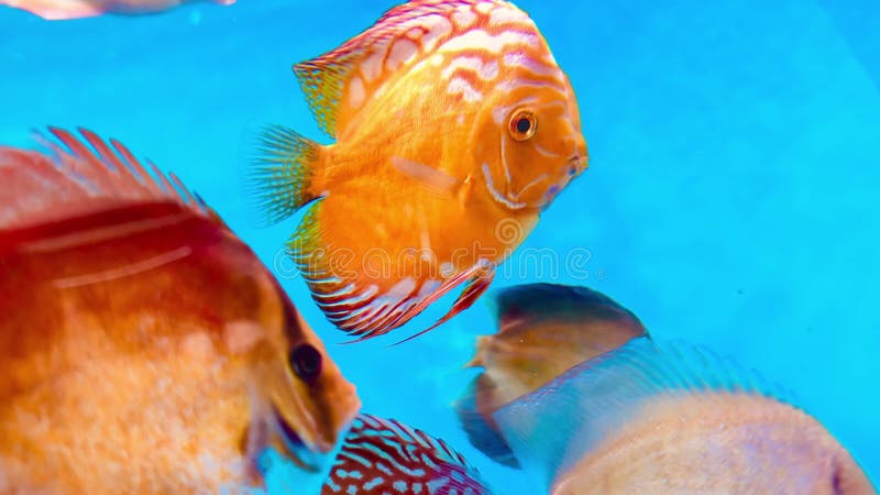 Pompadour Fish are Swimming in Fish Tank Stock Video - Video of river ...