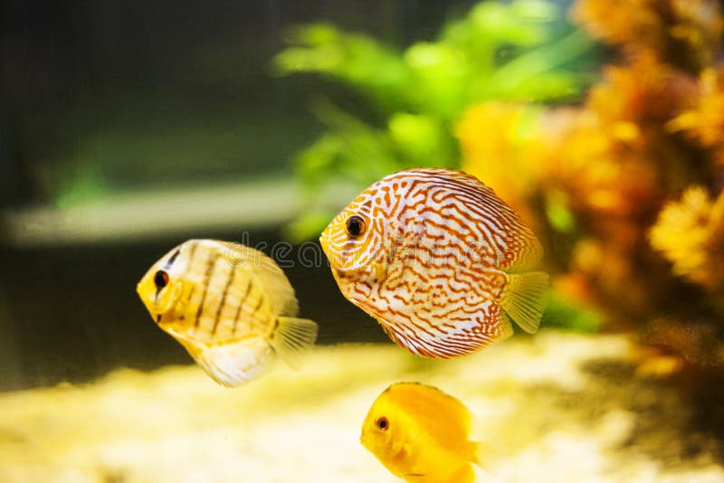 Pompadour Fish Symphysodon Discus in Aquarium Stock Image - Image of ...