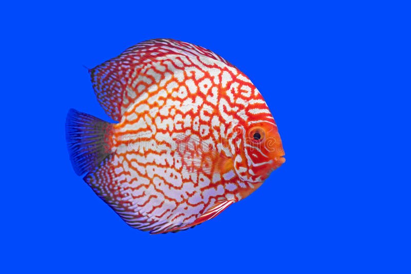 Pompadour or Symphysodon Fish Stock Photo - Image of underwater, water ...
