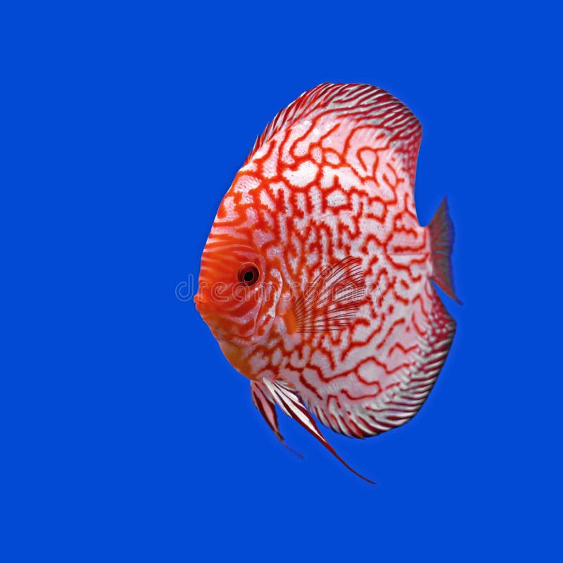 Pompadour or Symphysodon Fish Stock Photo - Image of wild, animal: 57043712