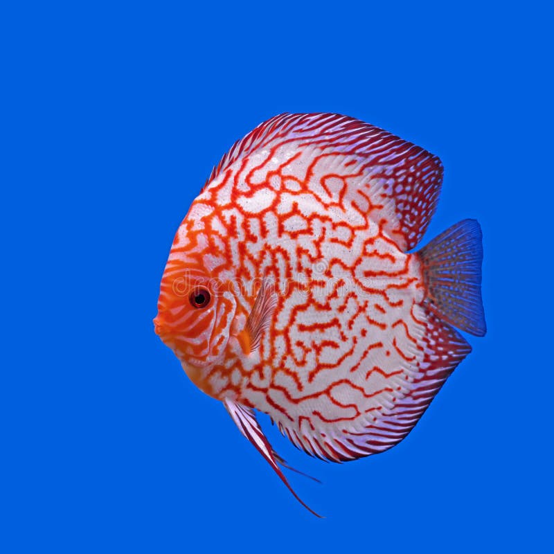 Pompadour or Symphysodon Fish Stock Photo - Image of wild, animal: 57043712