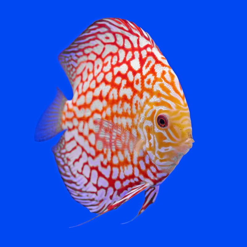 Pompadour or Symphysodon Fish Stock Photo - Image of wild, animal: 57043712