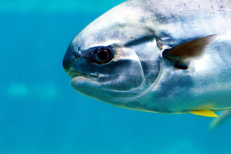 Pompano fish stock image. Image of coral, colorful, linefish - 4550769