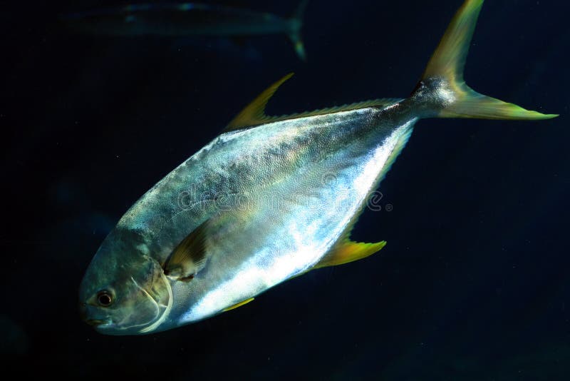 Pompano fish stock image. Image of coral, colorful, linefish - 4550769