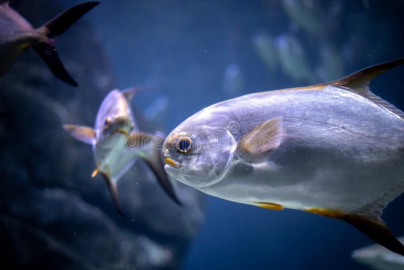 Pompano Fish in Marine Aquarium Stock Photo - Image of reef ...