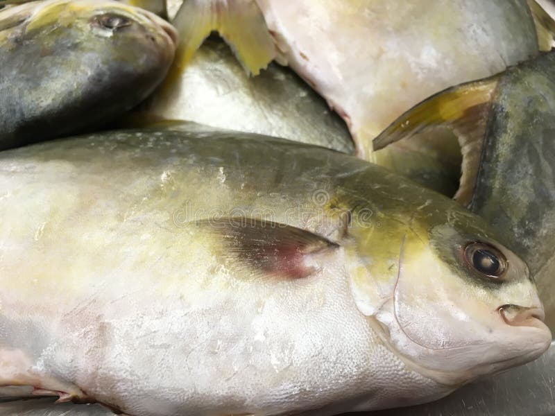 Pompano fish stock image. Image of exotic, colorful, flavescens - 4550769