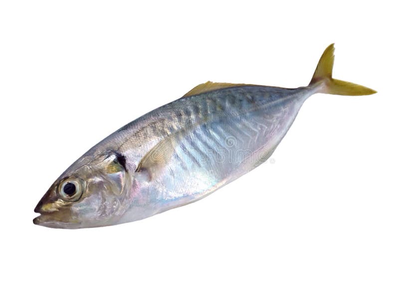 Pompano scad fish stock photo. Image of farming, animal - 83920388