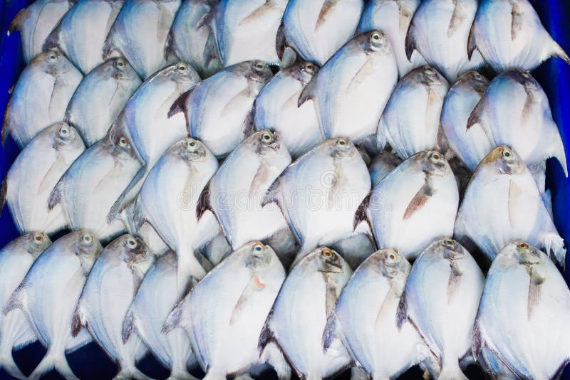 Pompano stock photo. Image of banquet, marine, animals - 42410138