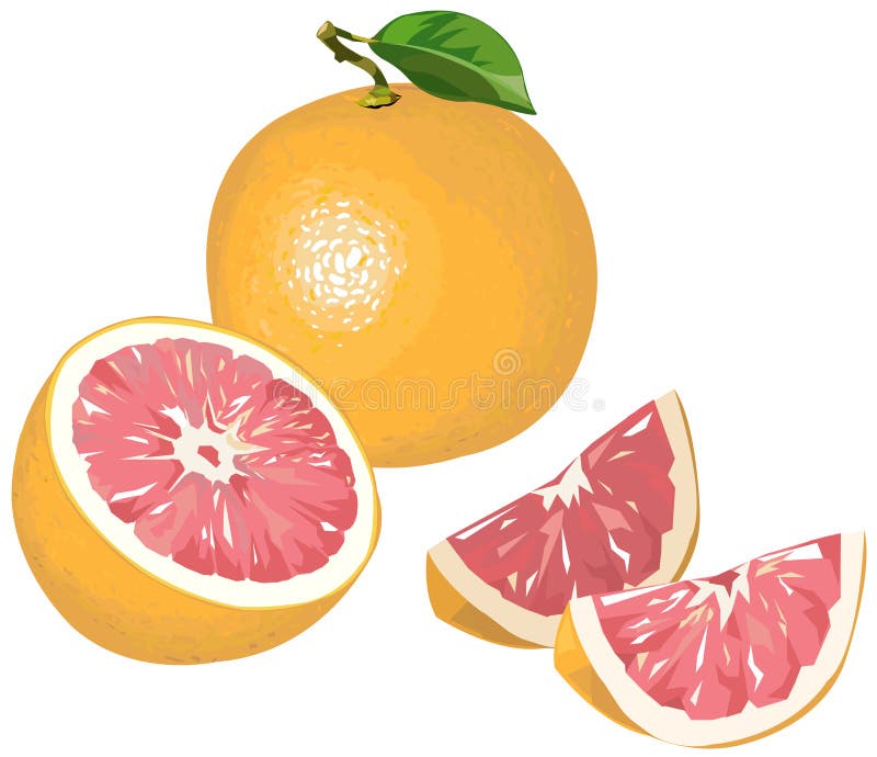 Pompelmo Illustrazioni, Vettoriali E Clipart Stock – (16,359 ...