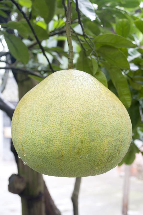 Pompelmoes stock foto. Image of vers, verser, sappig - 21520952