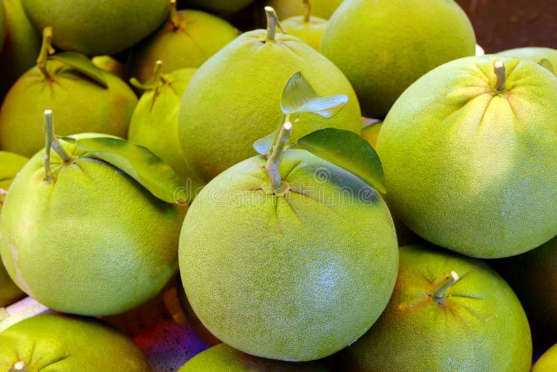 Grote Pompelmoes Bij De Pompelmoesboom, Grapefruit Stock Afbeelding ...