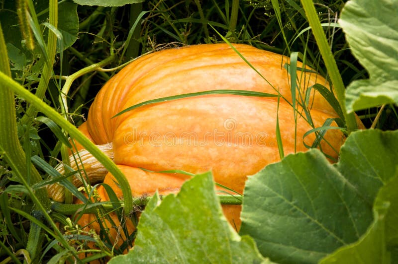 Pompoen stock foto. Image of gras, pompoen, tuin, plantaardig - 16083756