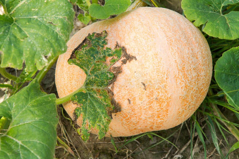 Pompoen stock afbeelding. Image of plantaardig, landbouwbedrijf - 97161779