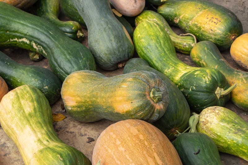 Pumpkin Cucurbita Seedling Hydroponent Stock Afbeelding - Image of fase ...