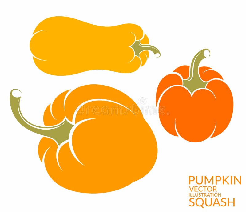 Pompoen Pompoen vector illustratie. Illustration of vegetariër - 56492782