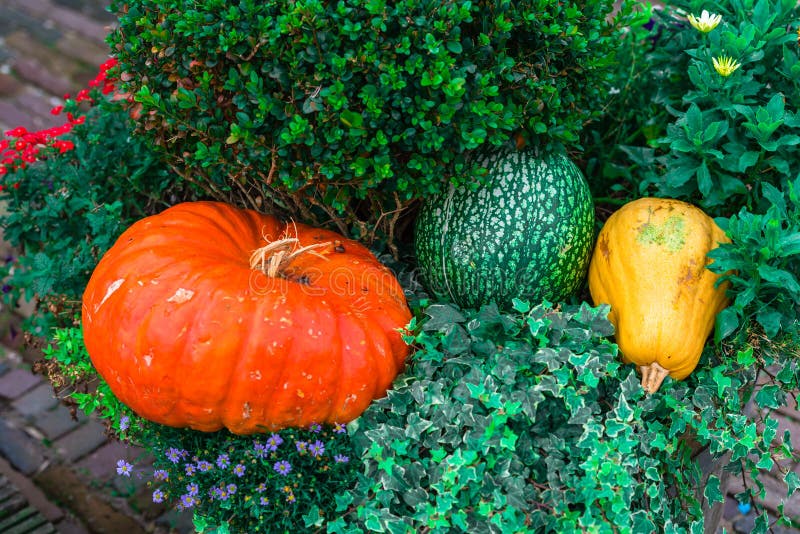 Pompoenen stock foto. Image of buiten, kleur, voedsel - 117326442