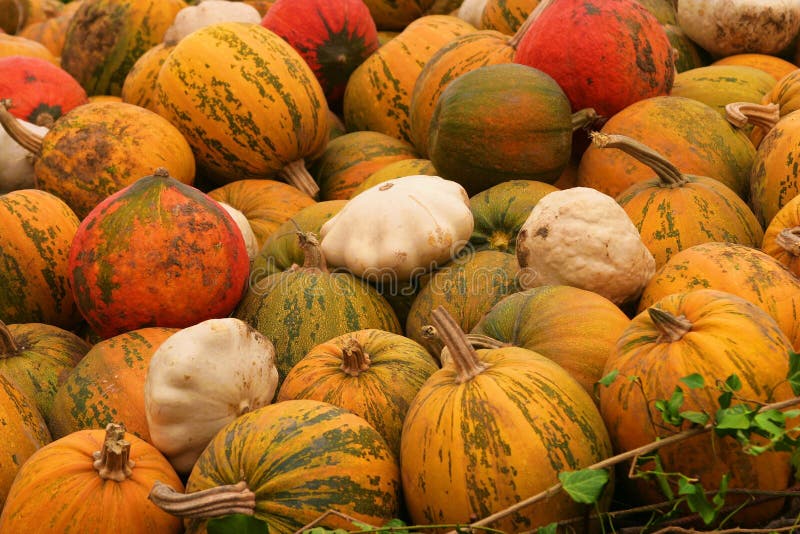 Pompoenen stock afbeelding. Image of oktober, tuin, november - 19343371