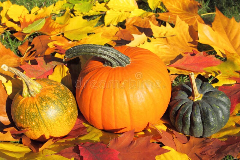 Pompoenen stock afbeelding. Image of najaar, seizoengebonden - 35043809