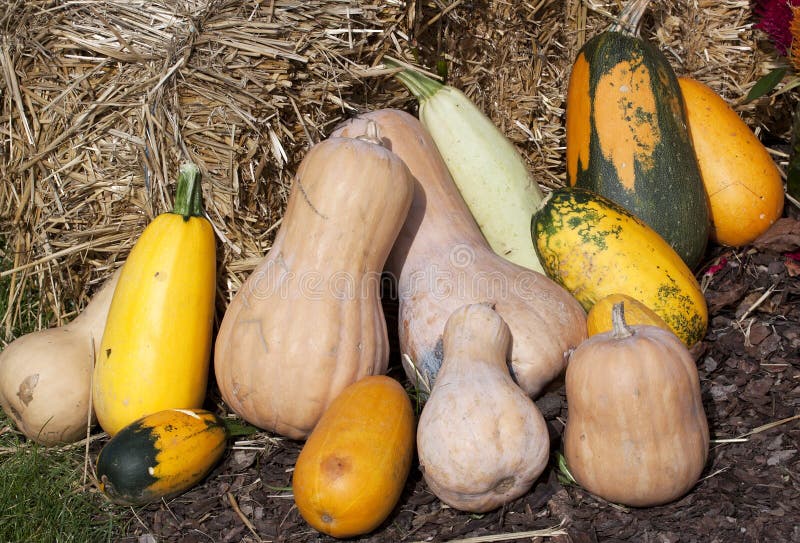 Pompoenen stock foto. Image of seizoen, extra, grond - 78853718
