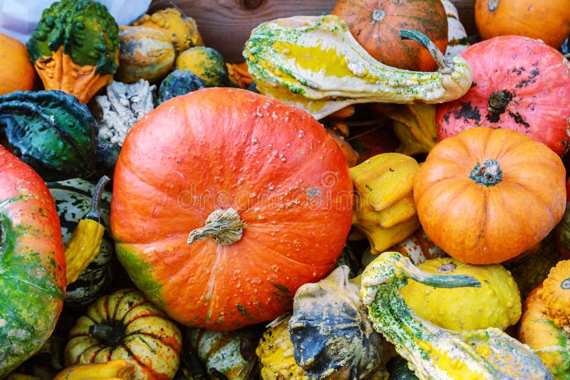 Pompoenen en Pompoenen stock foto. Image of oktober - 100124150