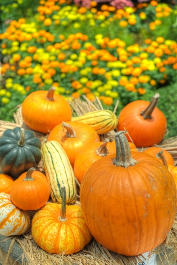 Pompoenen en pompoen stock foto. Image of rijkelijk, geel - 27060784