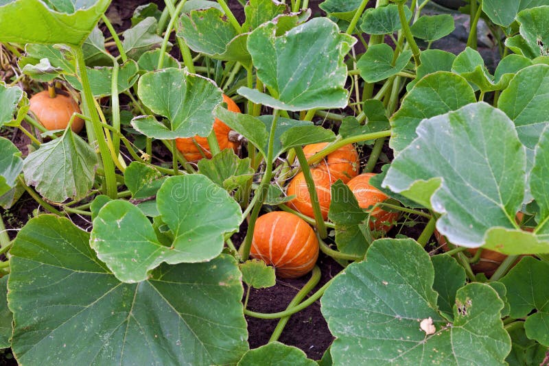 Groeiende pompoenen stock afbeelding. Image of landbouwgrond - 33627929