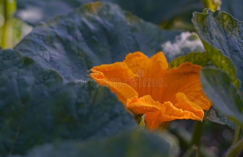 Pompoenplant stock afbeelding. Image of achtergrond - 220871555