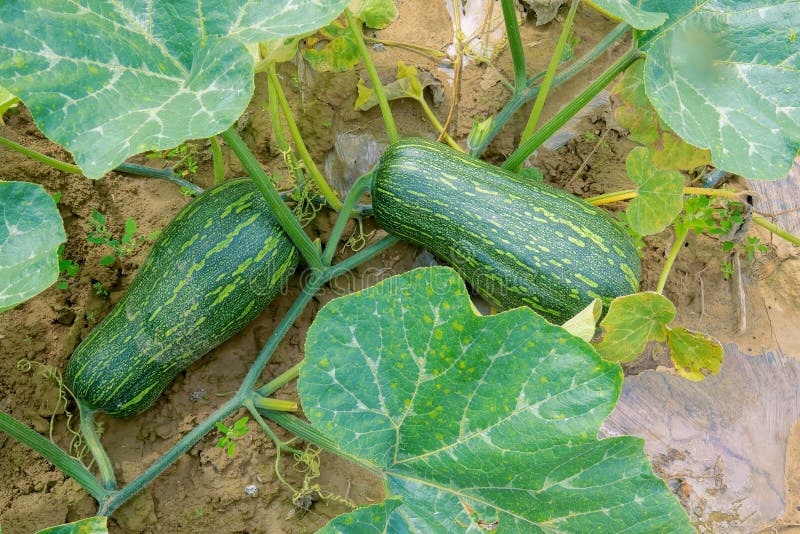 Pompoenveld stock foto. Image of lager, pompoen, eten - 194091406