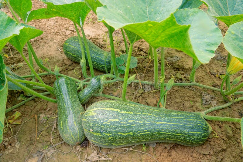 Pompoenveld stock foto. Image of lager, pompoen, eten - 194091406
