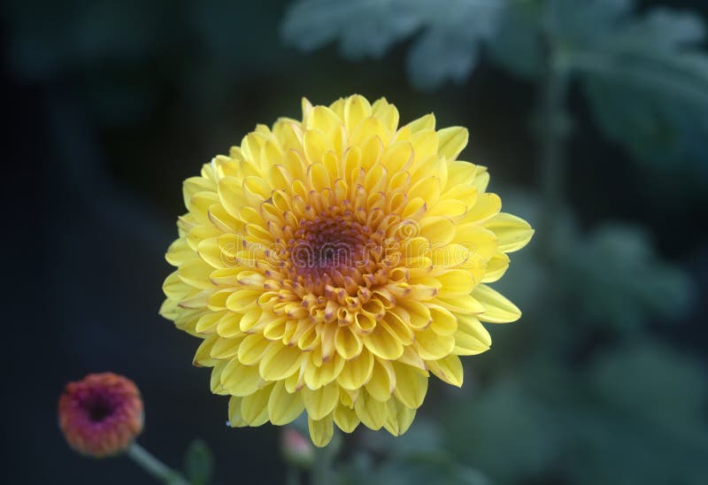 Pompon Chrysanthemum Flower Stock Image - Image of decorative, flowers ...