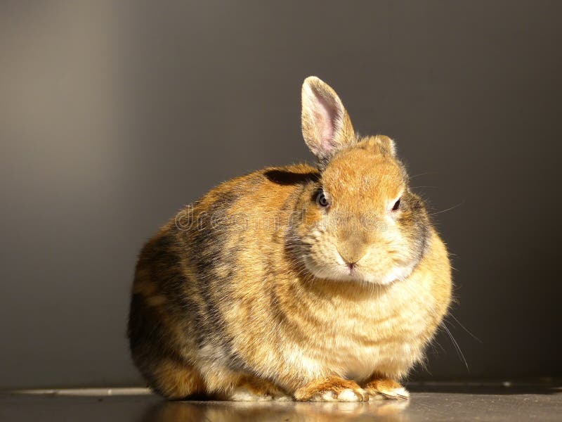 Rabbit stock image. Image of bunny, quiet, rabbit, easter - 140876875