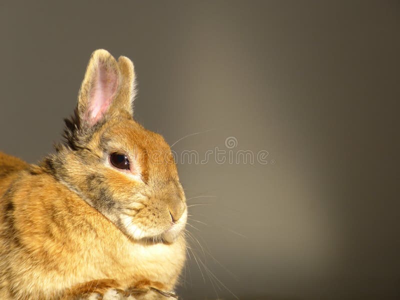 Rabbit stock image. Image of pretty, cute, quiet, dwarf - 140876635