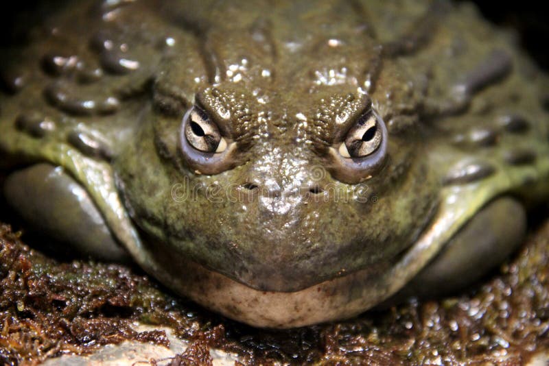 2,449 Pompous Photos - Free & Royalty-Free Stock Photos from Dreamstime