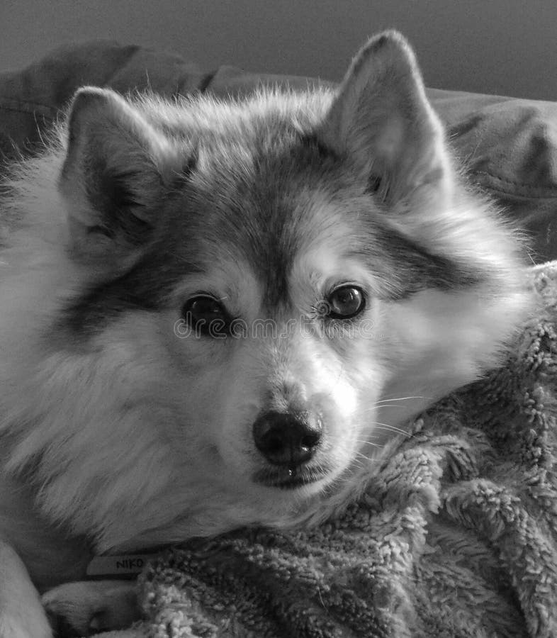 Pomsky Dog in Black and White Stock Photo - Image of fuzzy, white ...