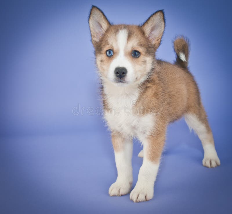 Pomsky Puppy stock photo. Image of baby, pomsky, outside - 55478490