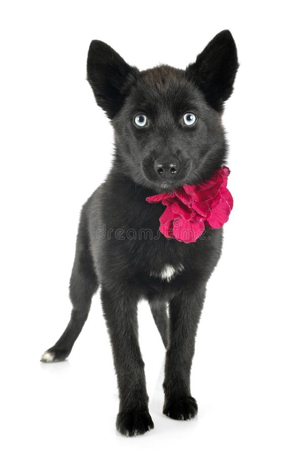 209 Pomsky Photos - Free & Royalty-Free Stock Photos from Dreamstime