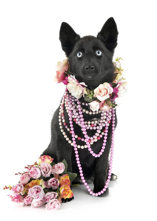 209 Pomsky Photos - Free & Royalty-Free Stock Photos from Dreamstime