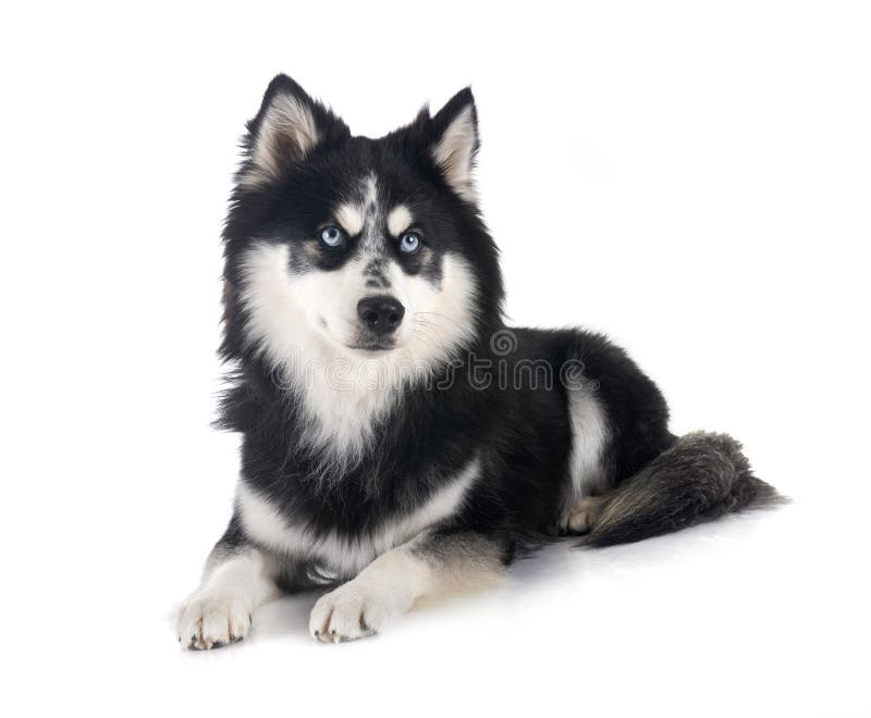 315 Pomsky Stock Photos - Free & Royalty-Free Stock Photos from Dreamstime