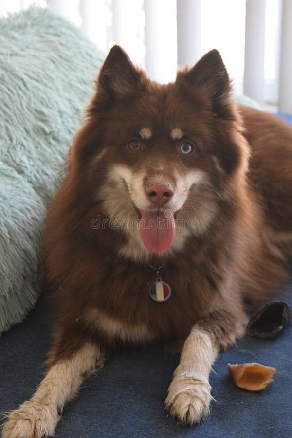 Pomsky with Two Different Color Eyes Stock Image - Image of home, puppy ...