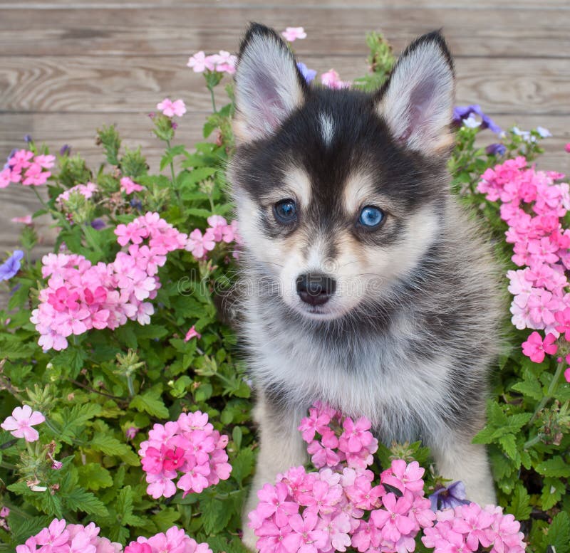 Pomsky Pupje stock afbeelding. Image of dier, bloemen - 55478491