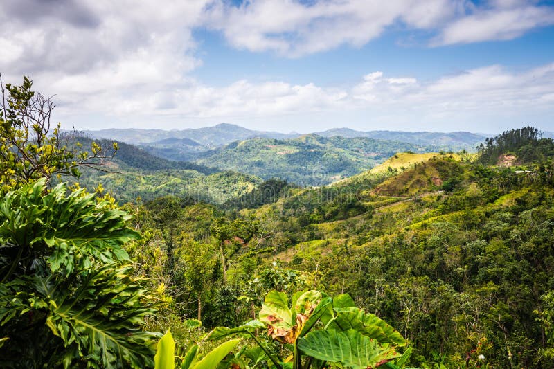 Coffee Plantation - Utuado, Puerto Rico Stock Photo - Image of america ...